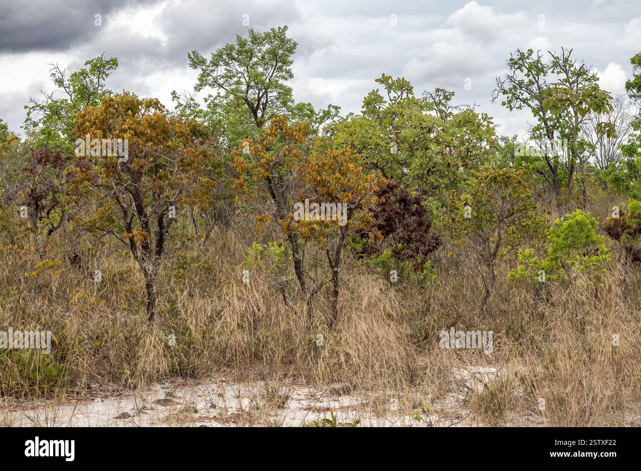 Landscape, Grande Sertao Veredas National Park, Cerrado, Brazil ...