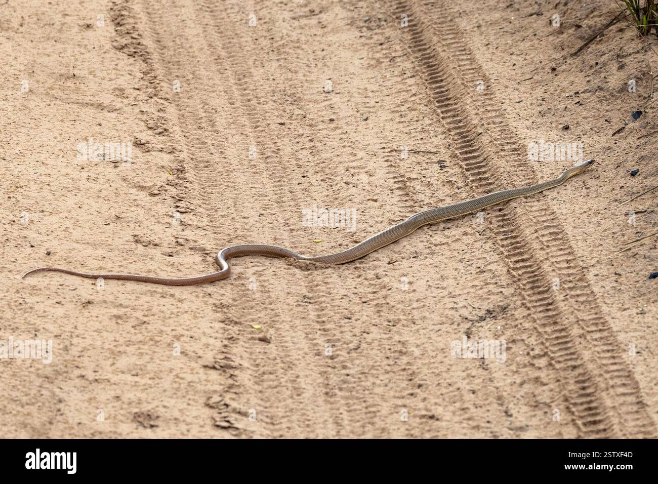 Paraguay green racer snake, crossing track, Cerrado, Brazil Savannah ...