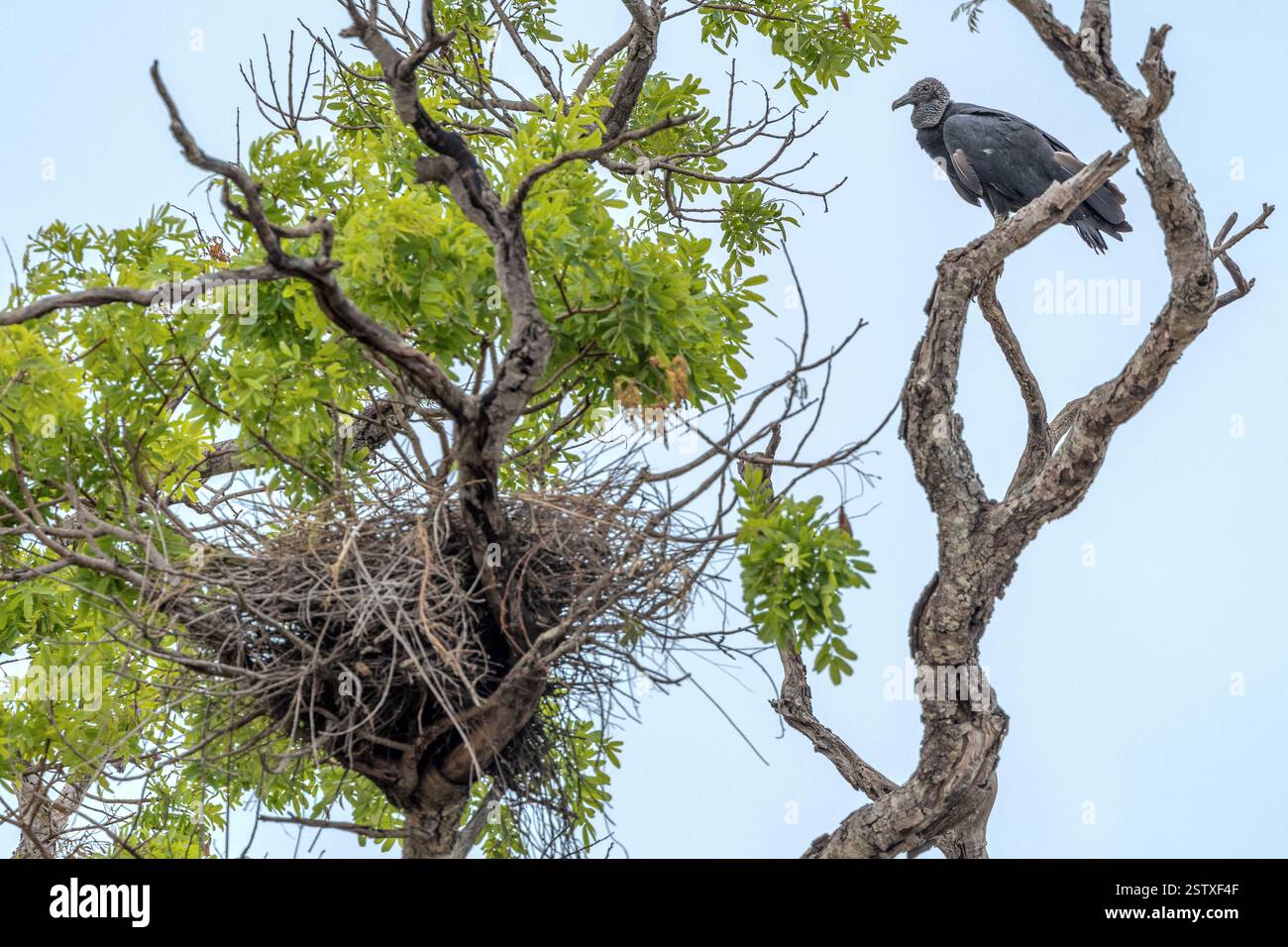 Vulture nest hi-res stock photography and images - Alamy