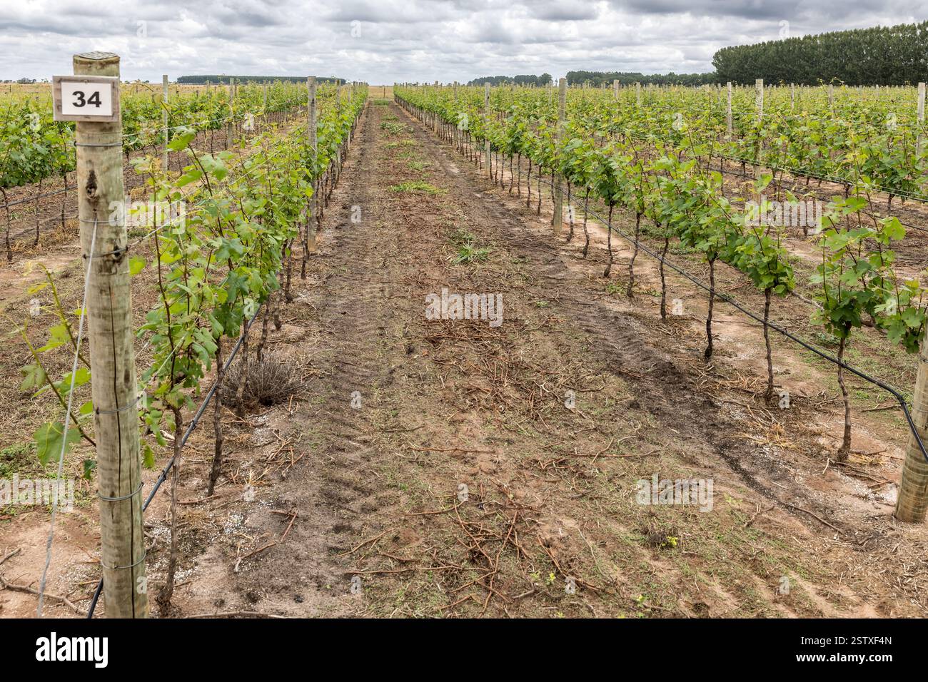 Vineyard, Cerrado, Brazil Savannah, Brazil Stock Photo - Alamy