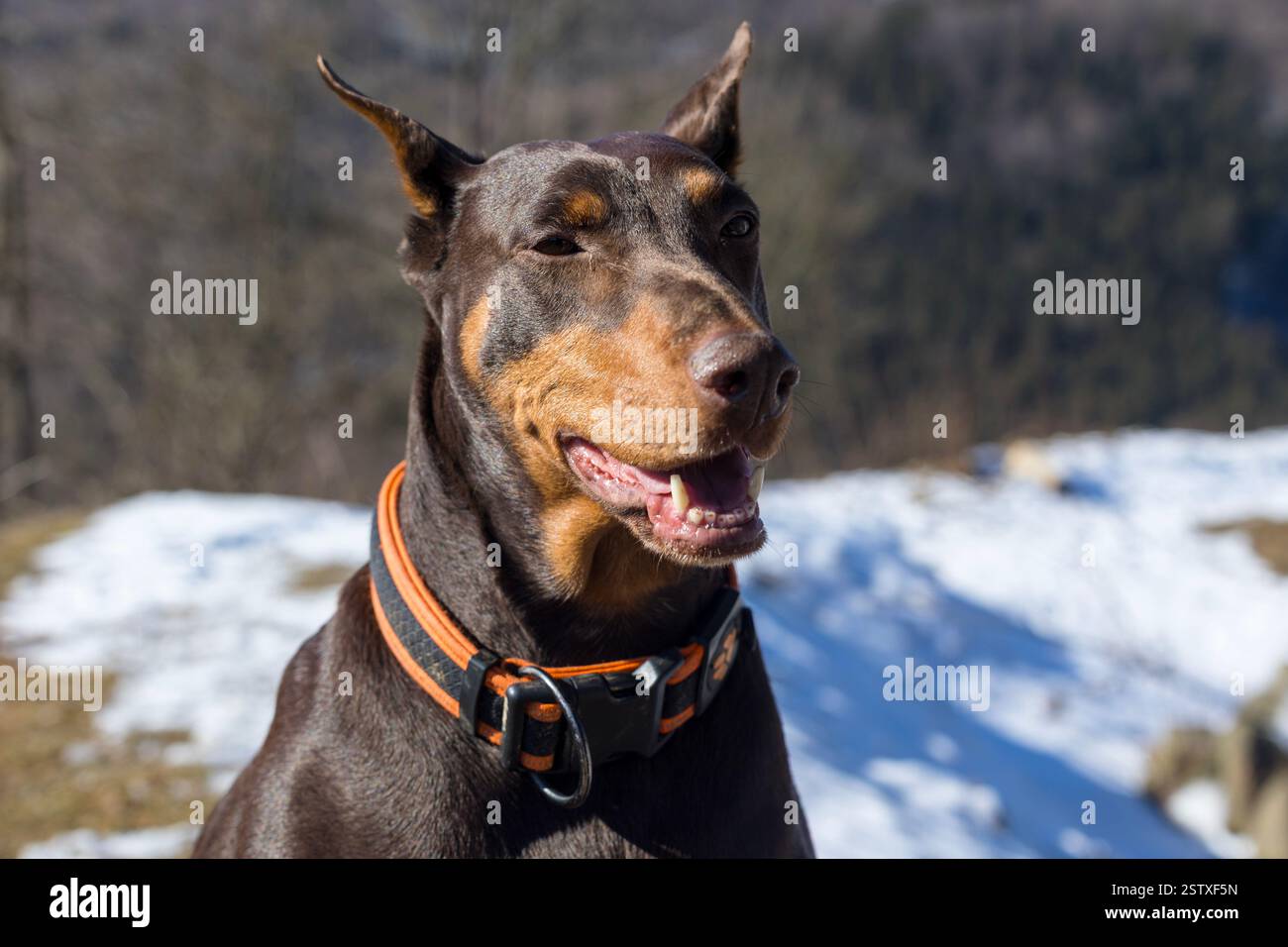 Doberman's head with open mouth and protruding teeth with a dignified ...