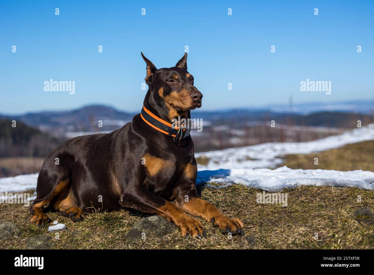 Doberman lying in a ready position with cropped ears and looking into ...