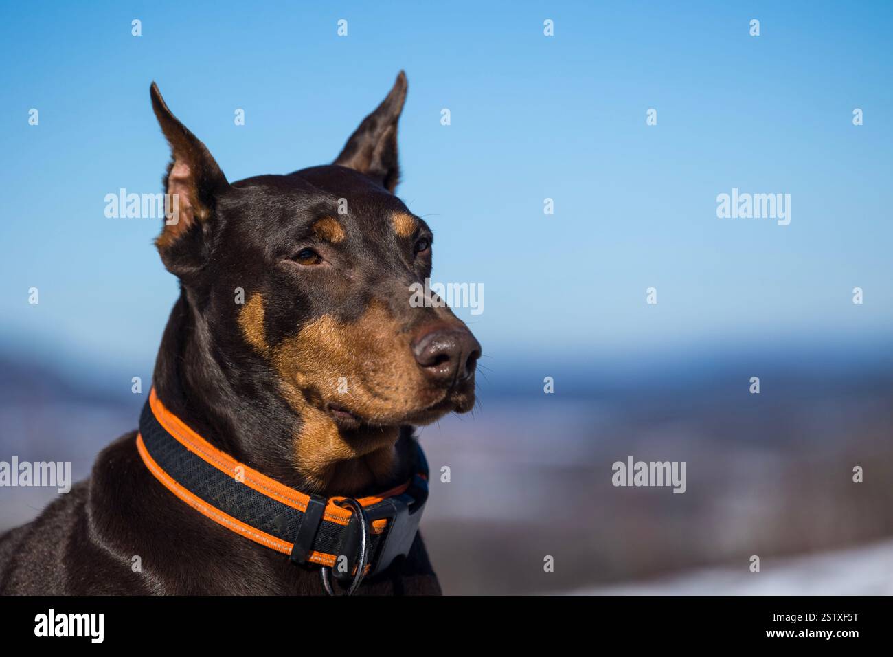 Close-up of the head and neck of a Doberman Pinscher dog with a ...