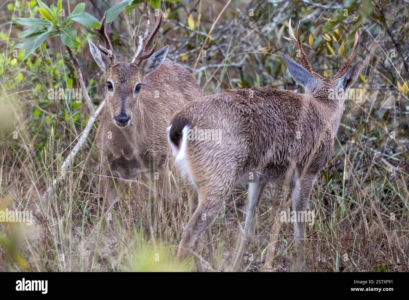 Pampas Deer, Bucks pre-sparring, Cerrado, Brazil Savannah, Brazil Stock ...