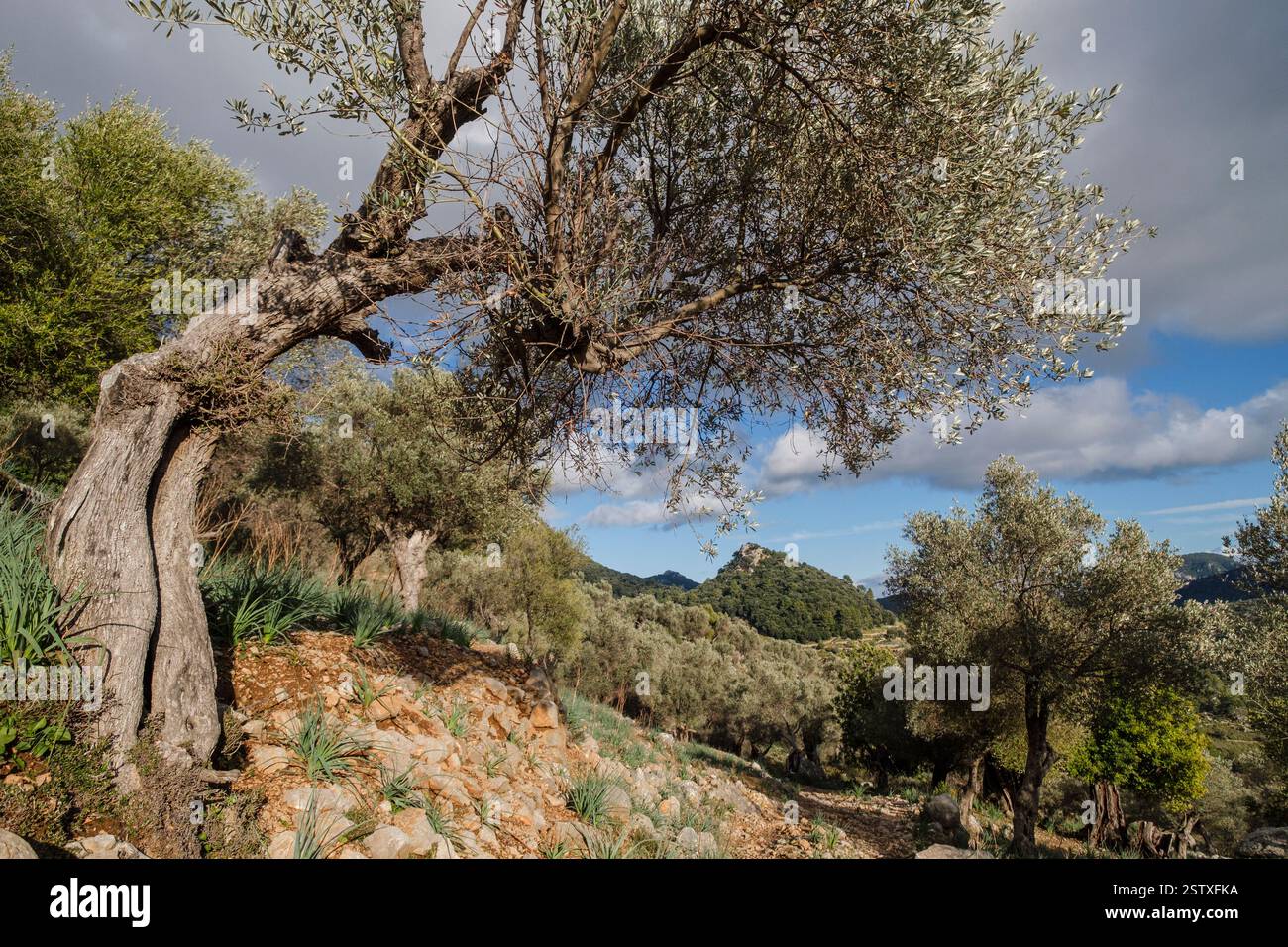 Orient valley, Mallorca, Balearic Islands, Spain Stock Photo - Alamy