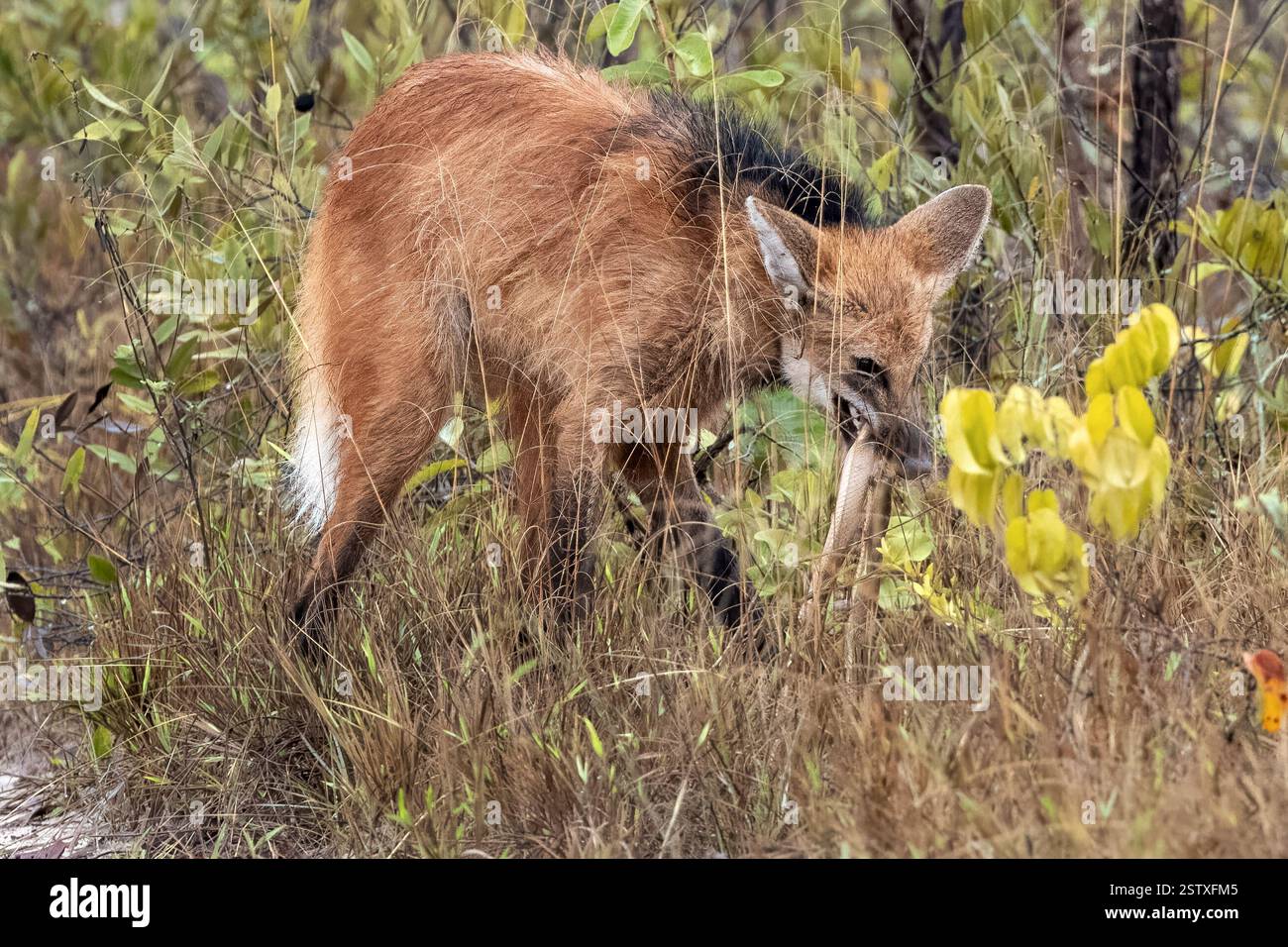 Maned Wolf, killing Paraguay green racer snake, Cerrado, Brazil ...