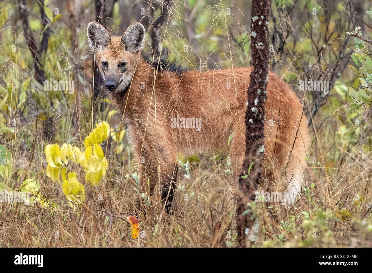 Maned Wolf, Cerrado, Brazil Savannah, Brazil Stock Photo - Alamy