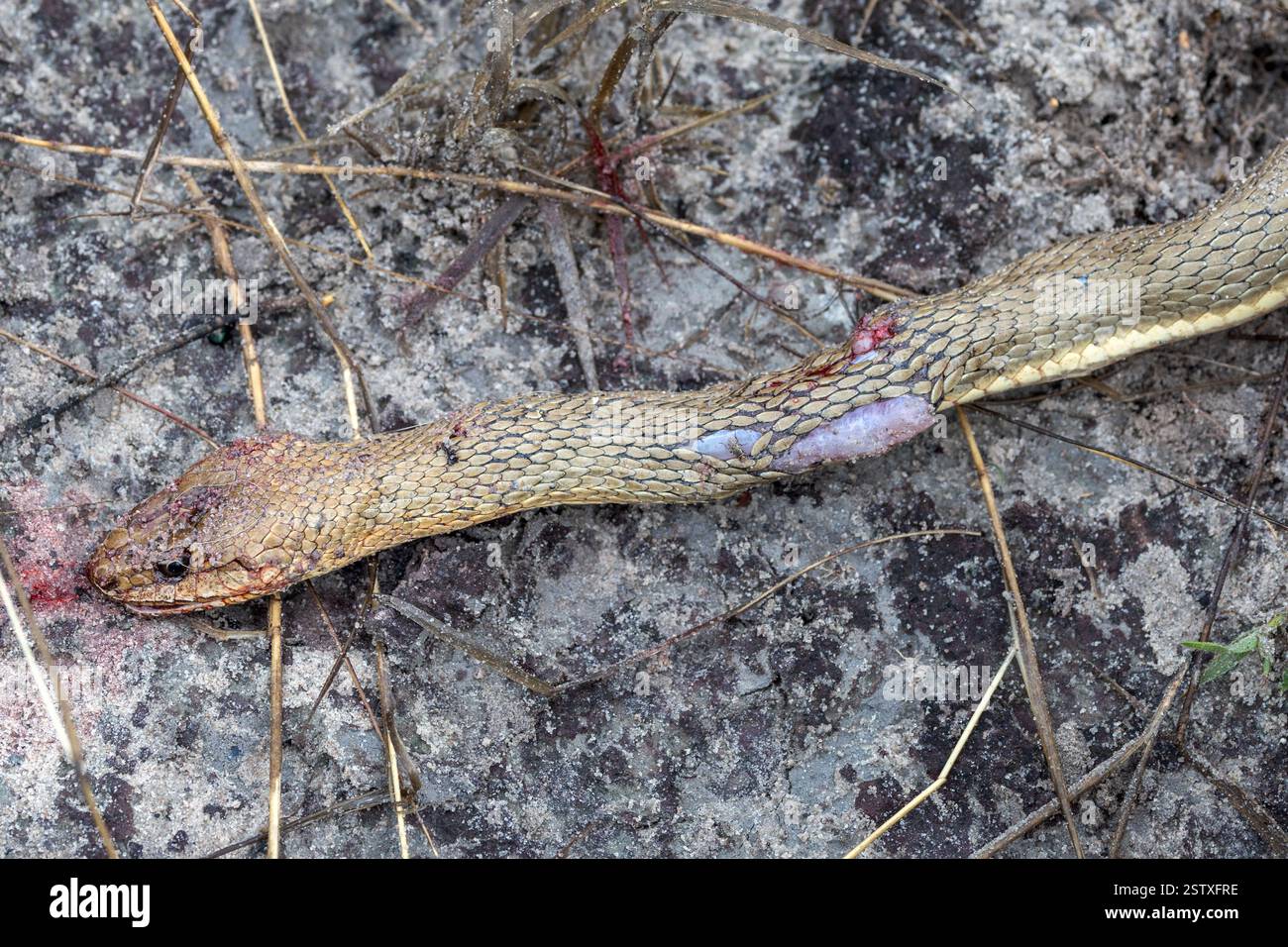 1.4m Paraguay green racer snake killed by Maned Wolf, Cerrado, Brazil ...