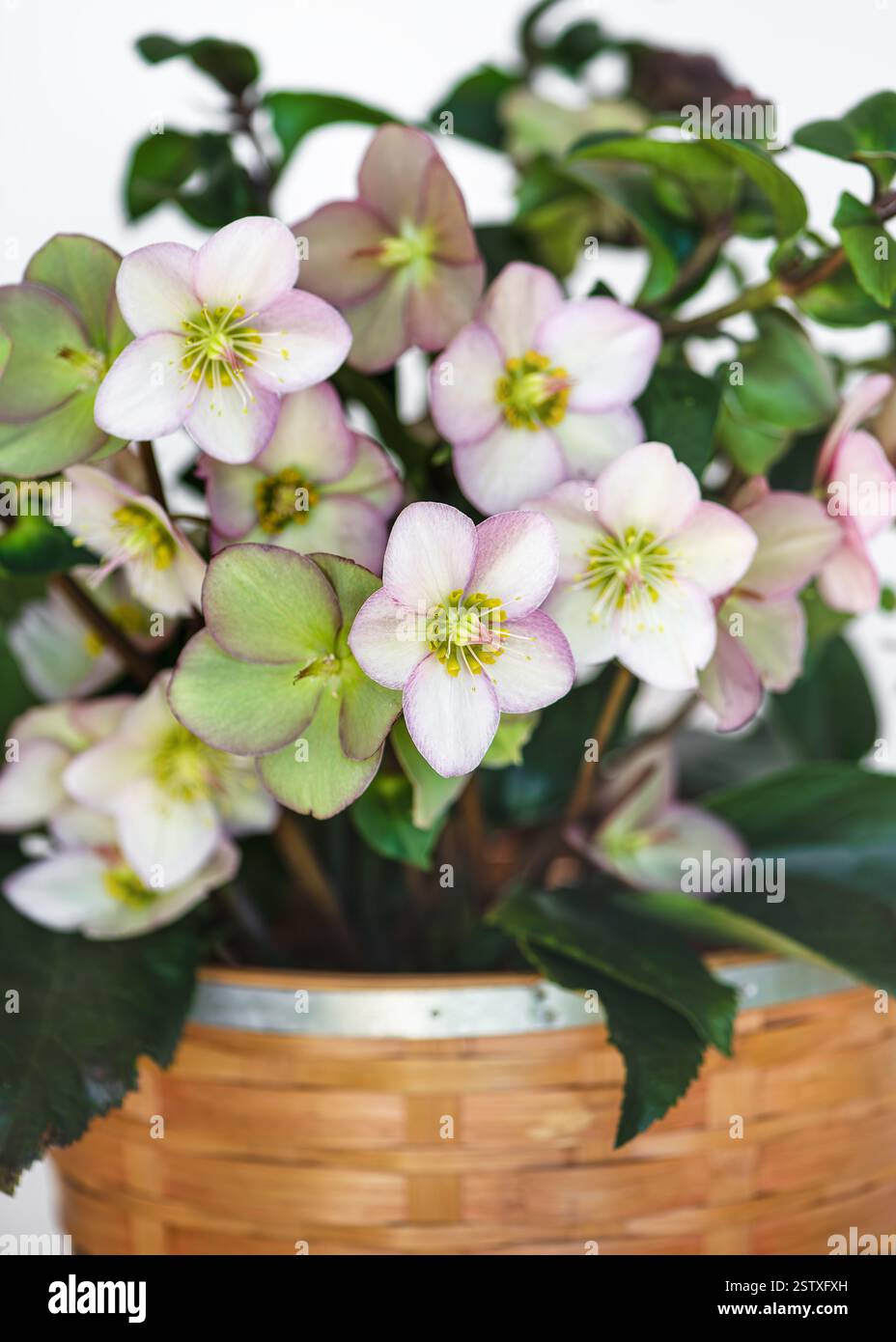 Beautiful plant helleborus orientalis bouquet hi-res stock photography ...