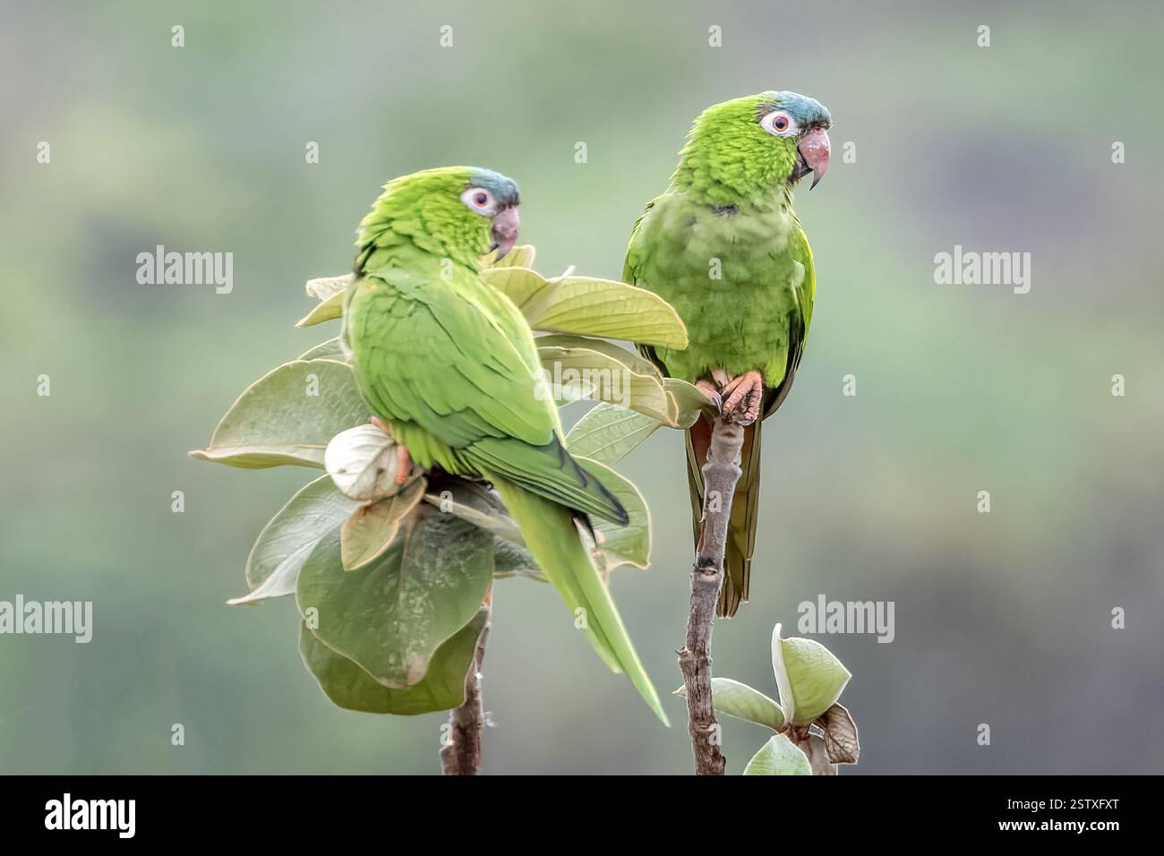 Blue-crowned parakeet, blue-crowned conure, or sharp-tailed conure ...