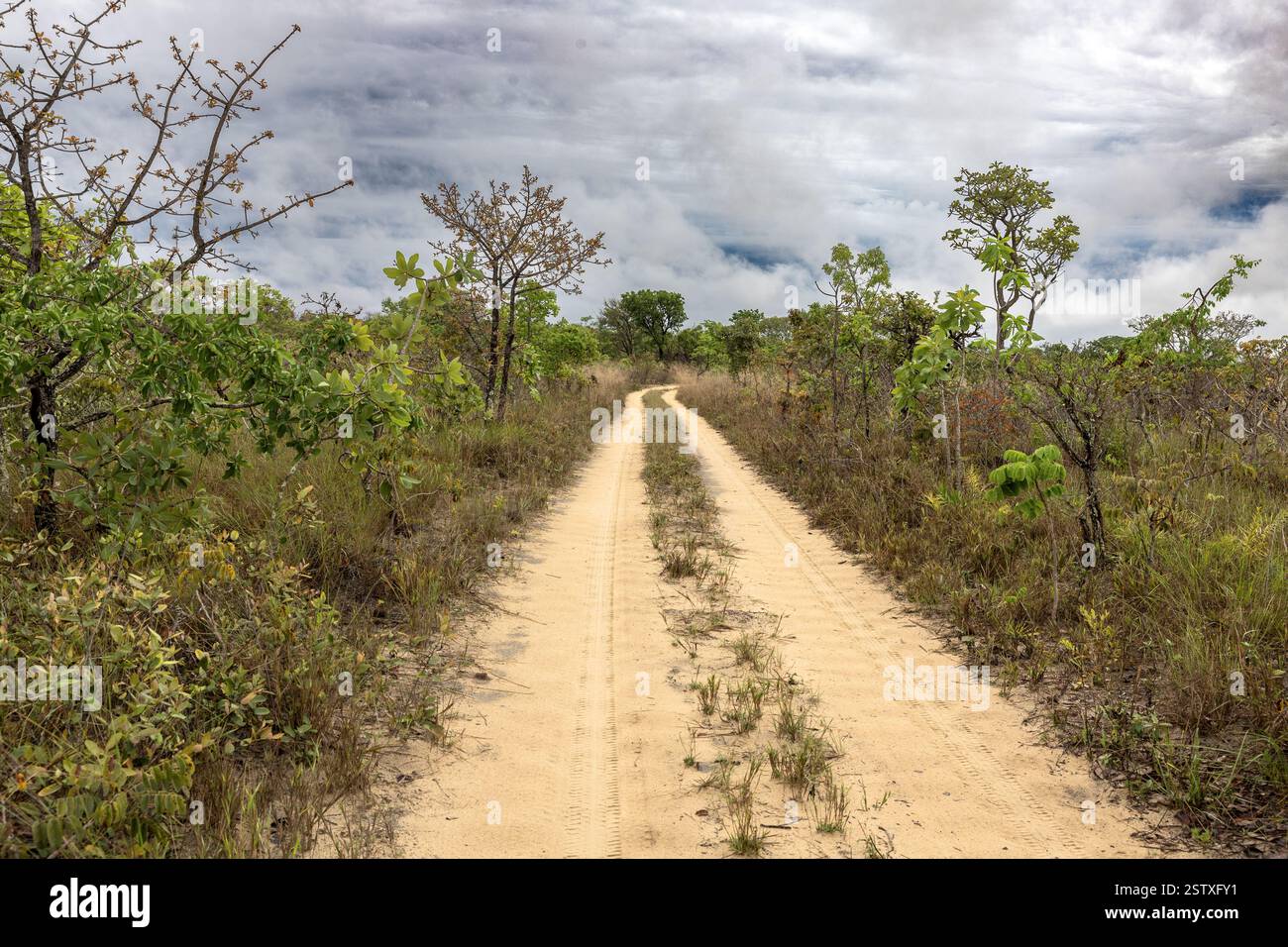 Landscape, near Grande Sertao Veredas National Park, Cerrado, Brazil ...