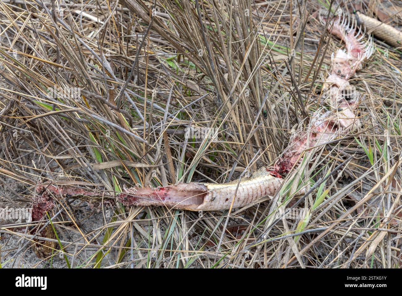 Paraguay green racer snake, 12h post death from Maned Wolf, Cerrado ...