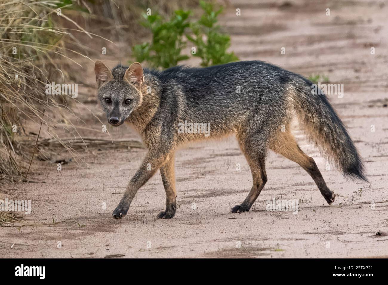 Crab-eating fox, Cerrado, Brazil Savannah, Brazil Stock Photo - Alamy