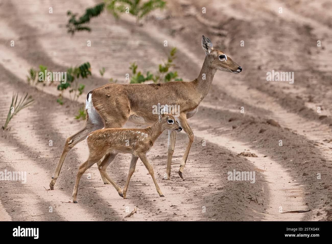Pampas Deer: doe with foal, crossing track, Cerrado, Brazil Savannah ...