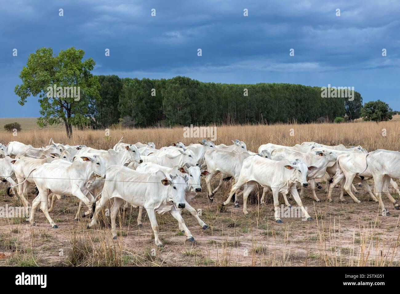 Nelore cattle on farm running after truck, Cerrado, Brazil Savannah ...