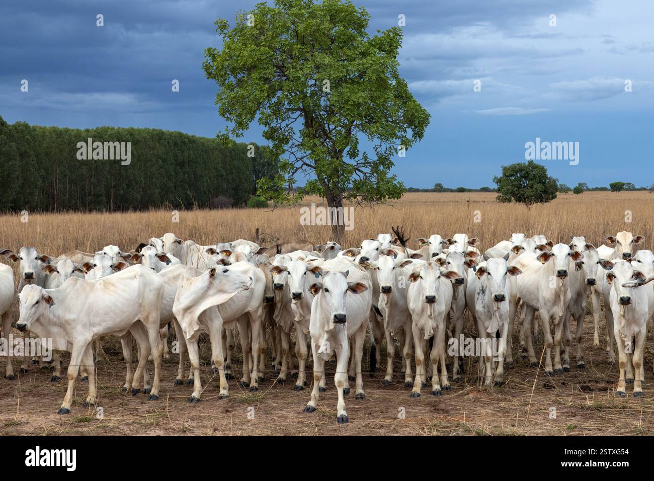 Nelore cattle on farm running after truck, Cerrado, Brazil Savannah ...