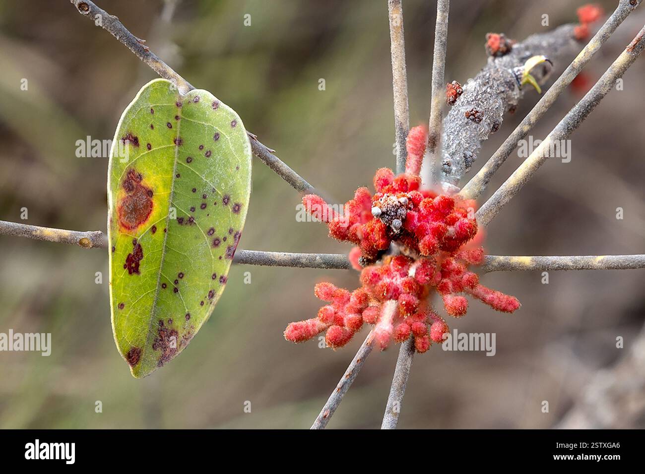 Rourea induta, Cerrado, Brazil Savannah, Brazil Stock Photo - Alamy
