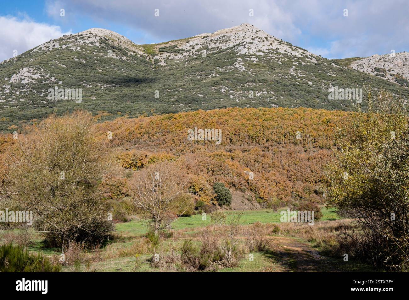 Pea foliage hi-res stock photography and images - Alamy