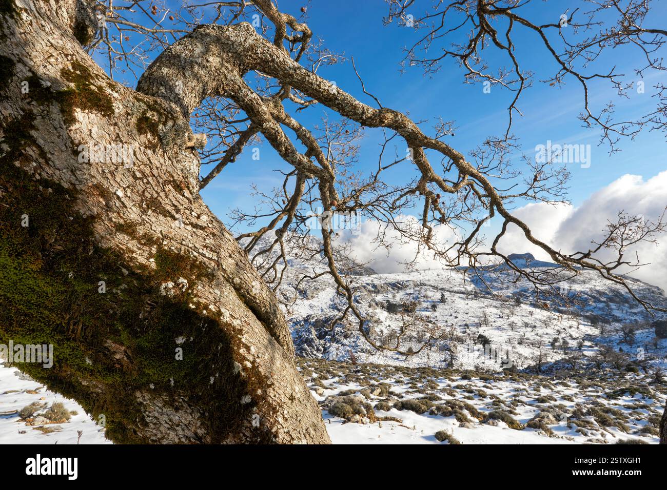 Branches emerging from the trunk of an old oak tree (Quercus faginea ...
