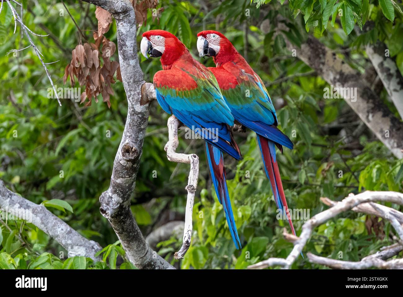 Red-and-Green Macaws, Buraco das Araras, South America’s largest sinkhole, Macaws Hole, (Nest ...