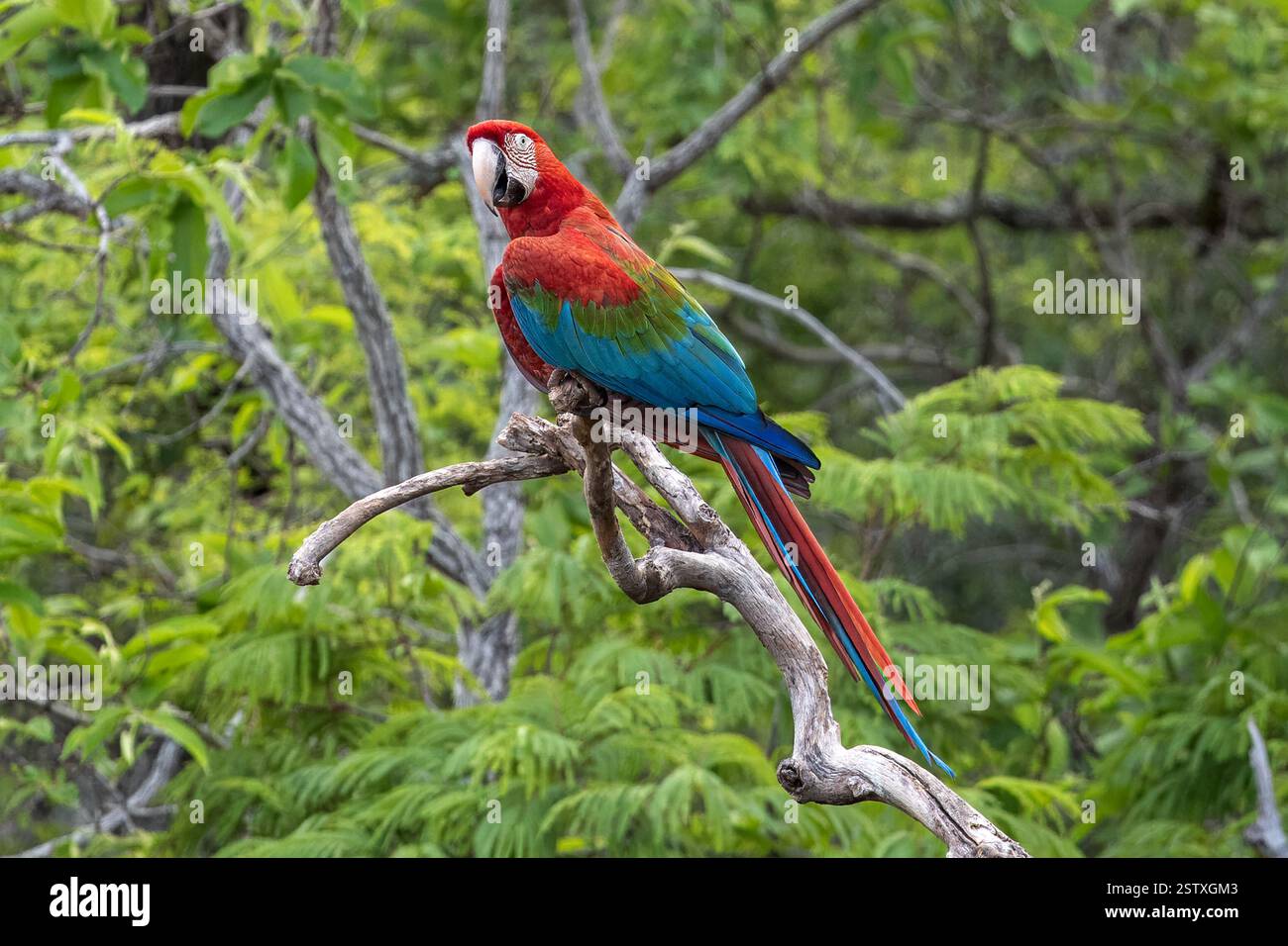 Red-and-Green Macaws, Buraco das Araras, South America’s largest ...