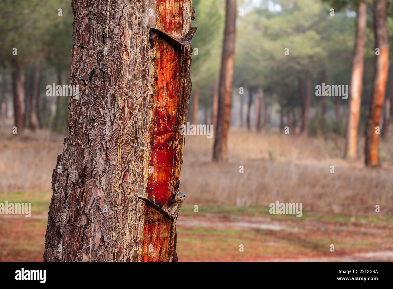 Resin extraction in a Pinus pinaster forest Stock Photo - Alamy