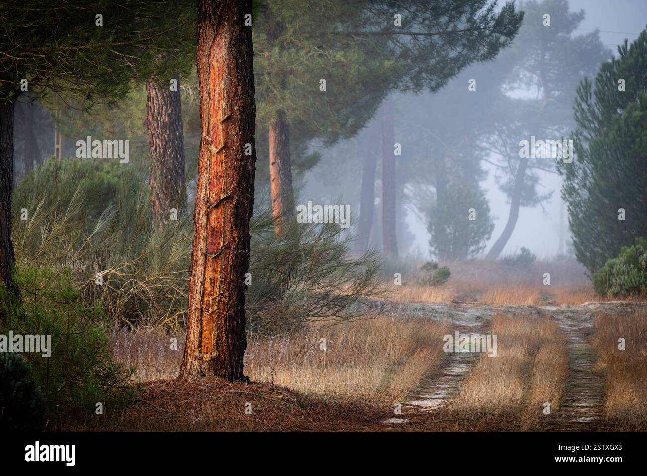 Resin extraction in a Pinus pinaster forest Stock Photo - Alamy