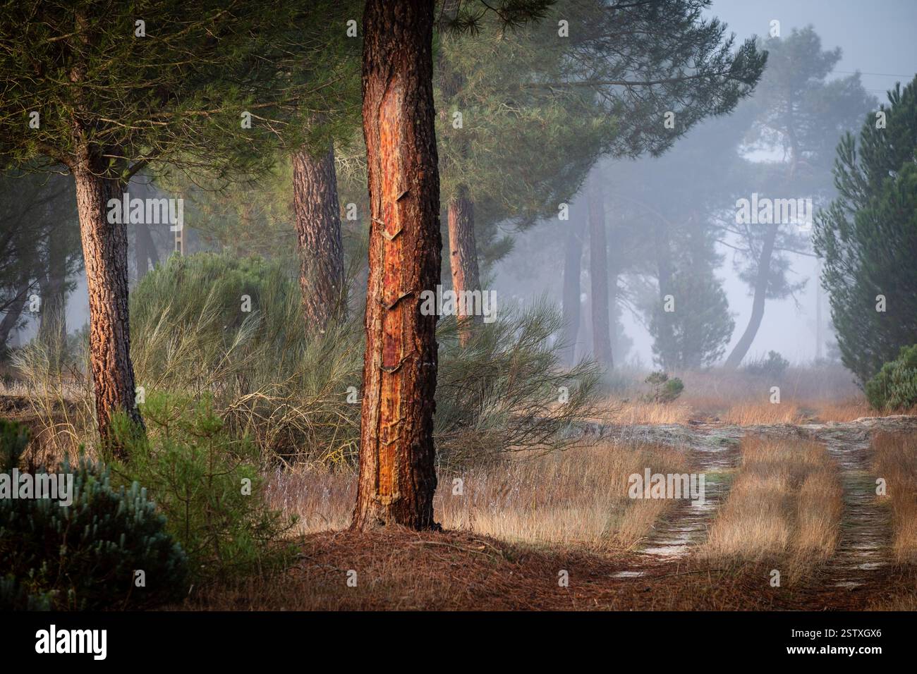 Resin extraction in a Pinus pinaster forest Stock Photo - Alamy