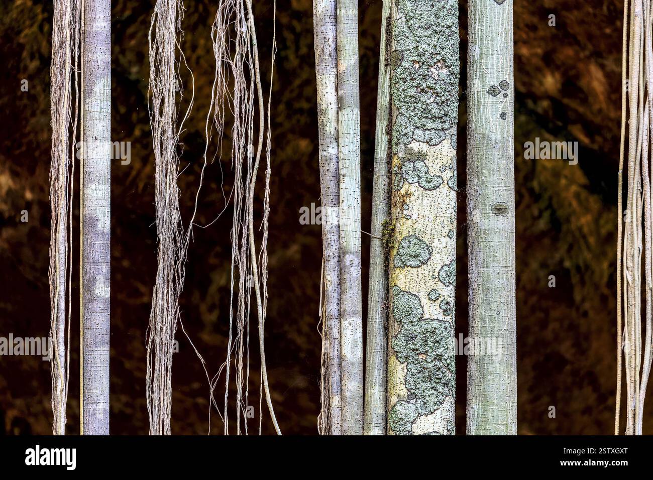 Fig vine roots with lichen, Gruta do Lago Azul, Blue Lake cave, Bonito ...