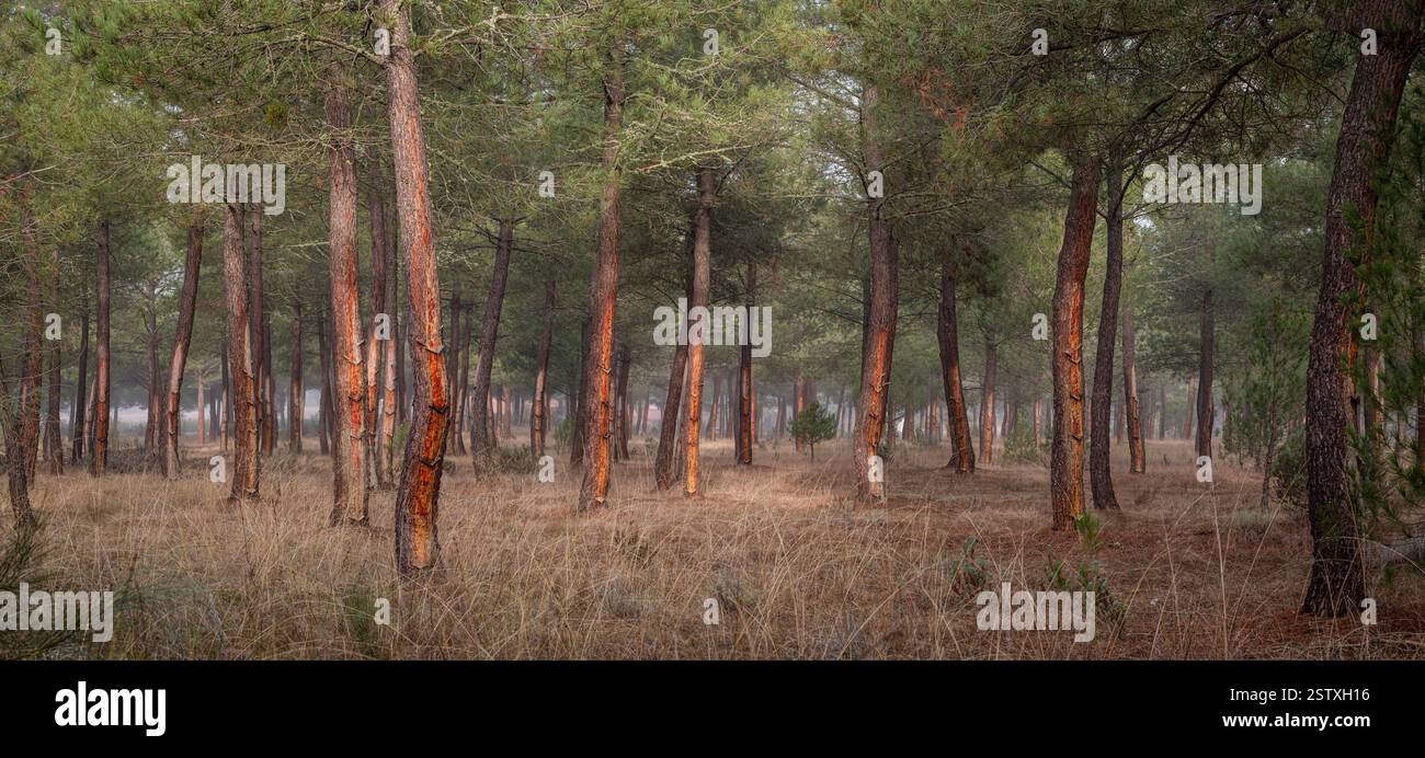 Resin extraction in a Pinus pinaster forest Stock Photo - Alamy