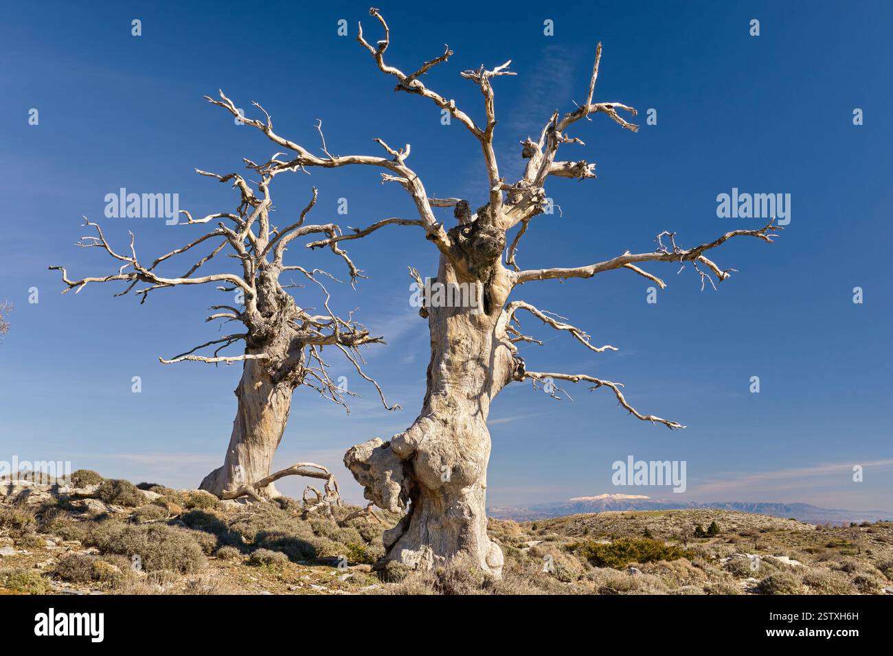 group of mountain oaks (Quercus faginea) in winter in the national park ...