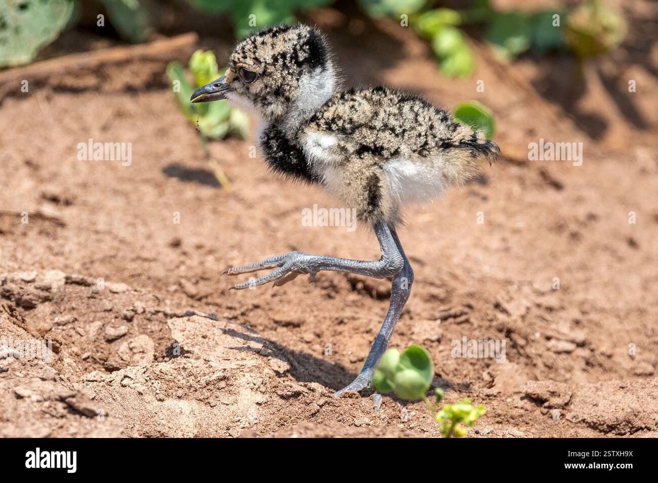 Southern Lapwing chick, Bonito, Mato Grosso do Sul, Brazil Stock Photo ...