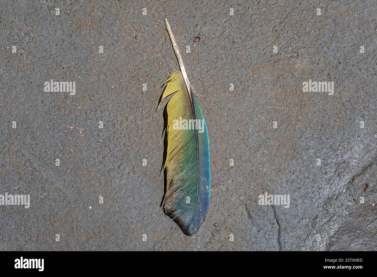 Red-and-Green Macaw feather, Bonito, Mato Grosso do Sul, Brazil Stock ...