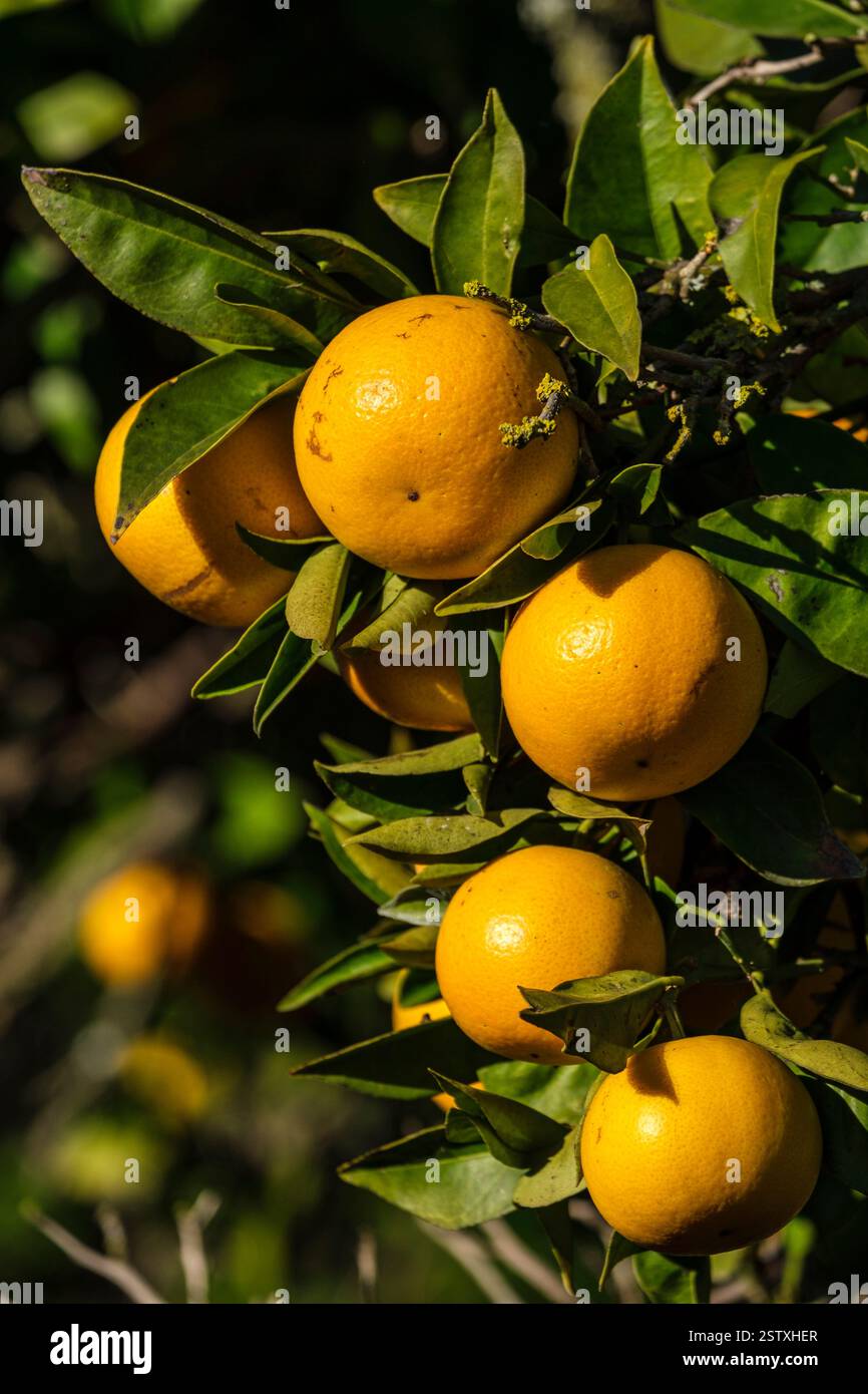 Navel oranges tree hi-res stock photography and images - Alamy