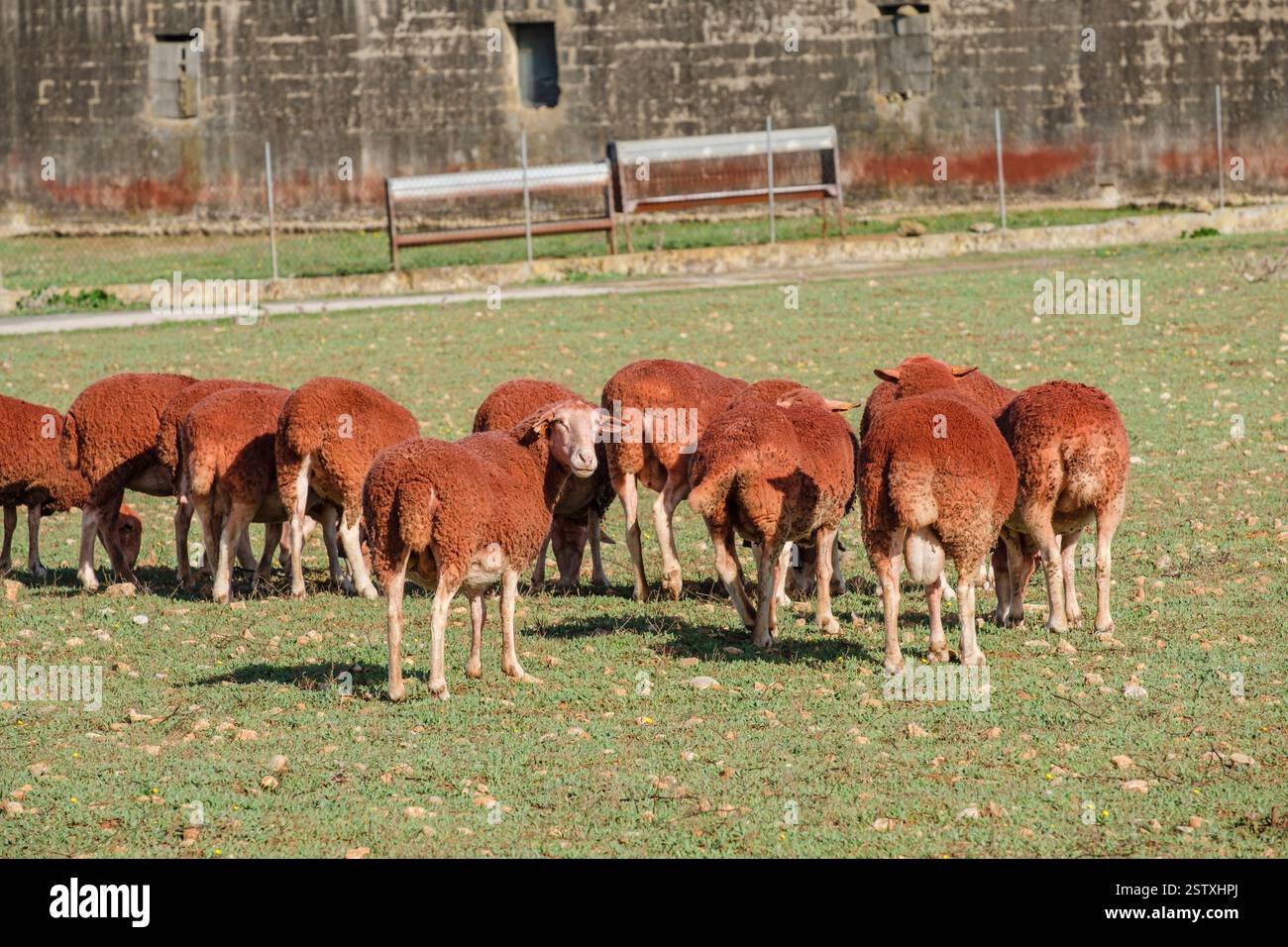 Flock of red sheep on a farm Stock Photo - Alamy