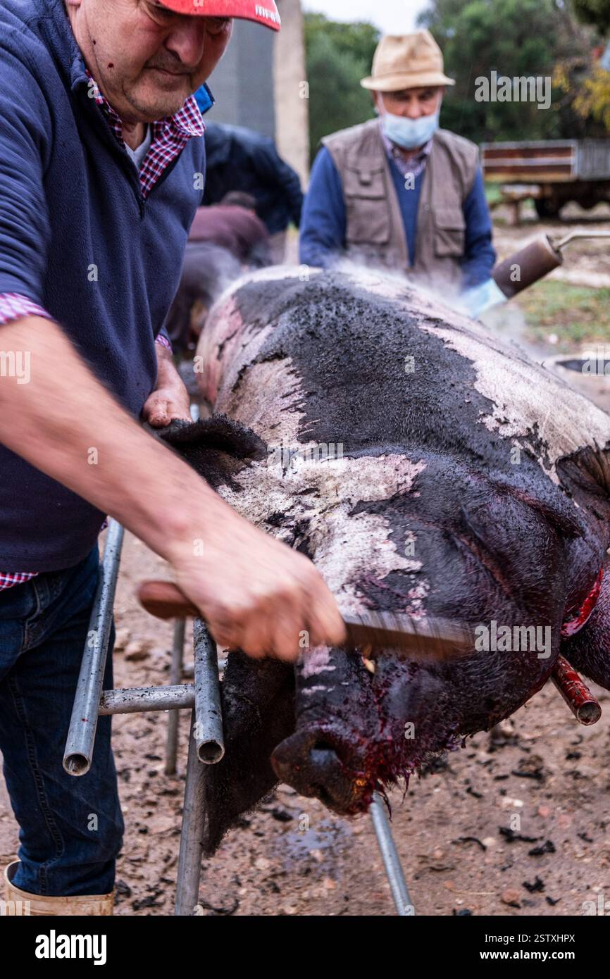 Traditional slaughter of the Mallorcan black pig Stock Photo - Alamy