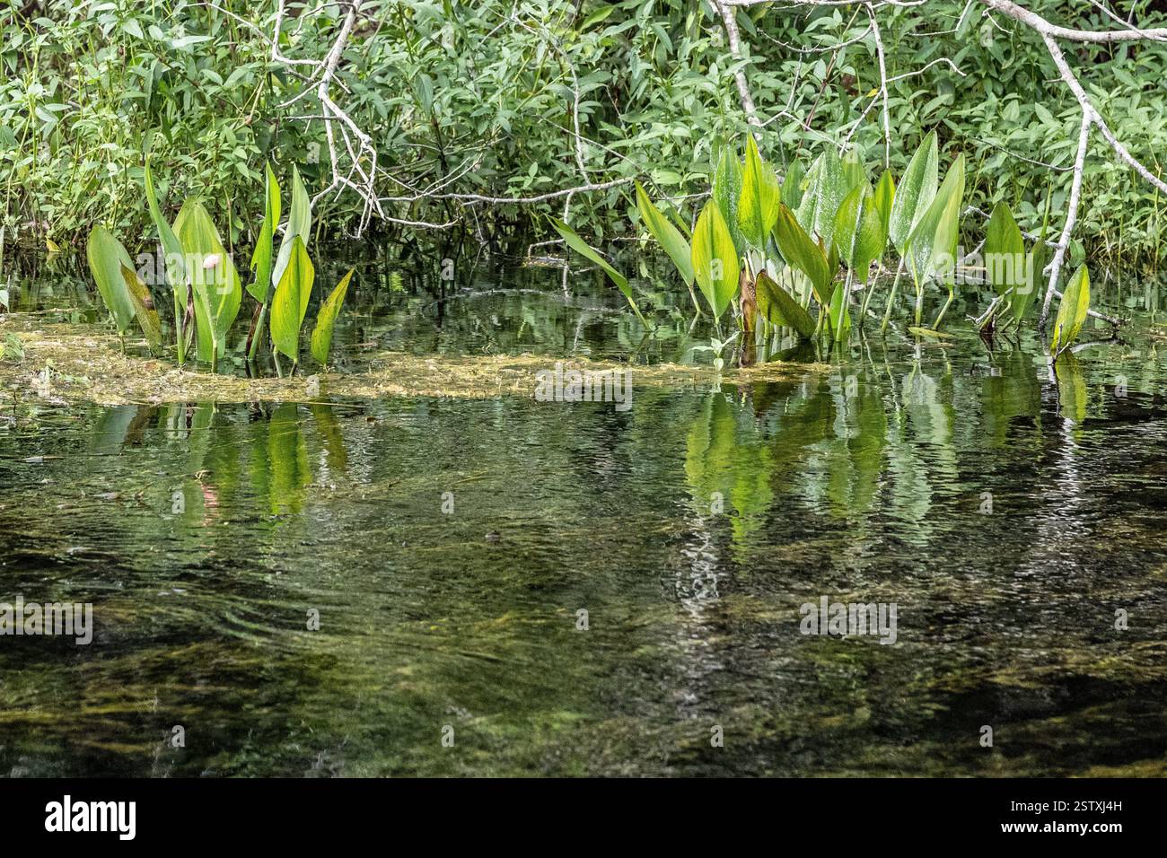 Sucuri River, Bonito, Mato Grosso do Sul, Brazil Stock Photo - Alamy