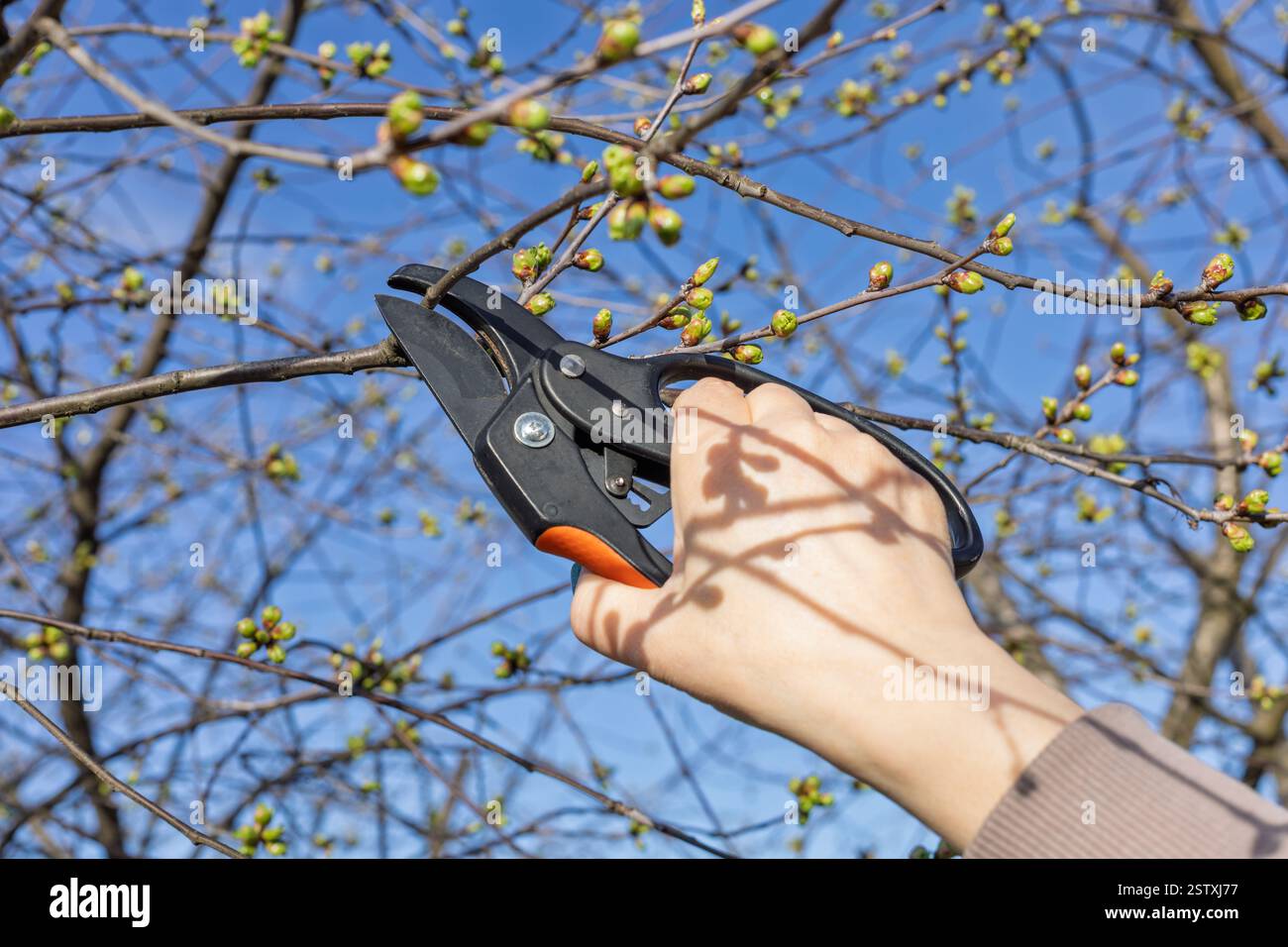 Farmer looks after the garden. Spring pruning of fruit tree. Woman with ...