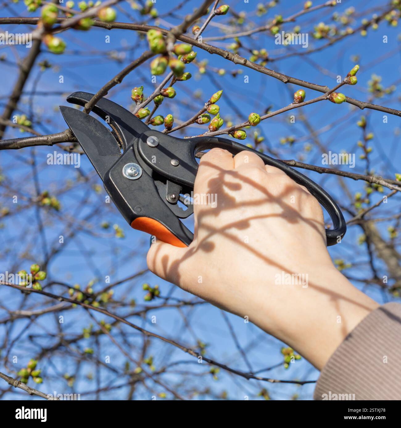 Farmer looks after the garden. Spring pruning of fruit tree. Woman with ...