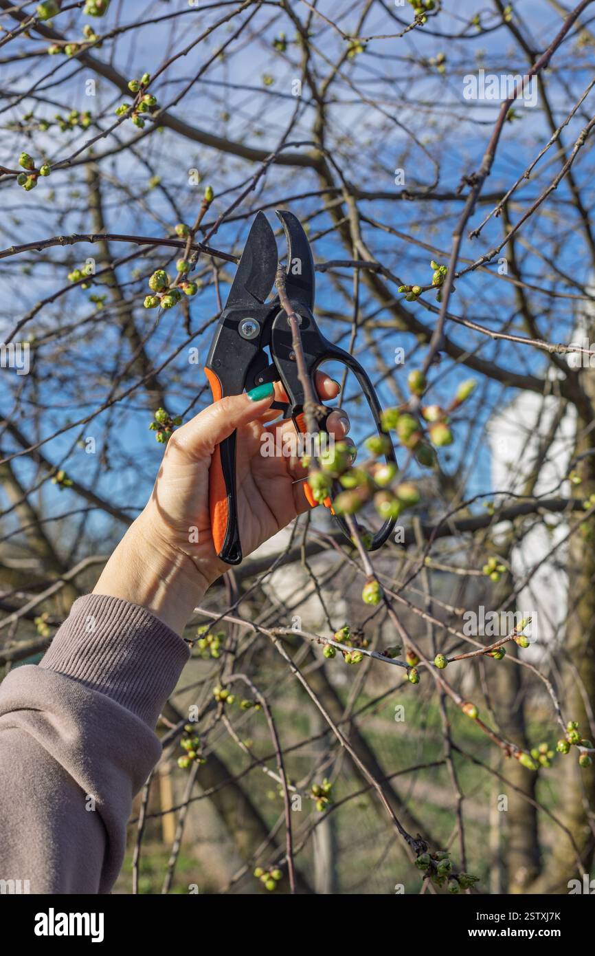 Farmer looks after the garden. Spring pruning of fruit tree. Woman with ...