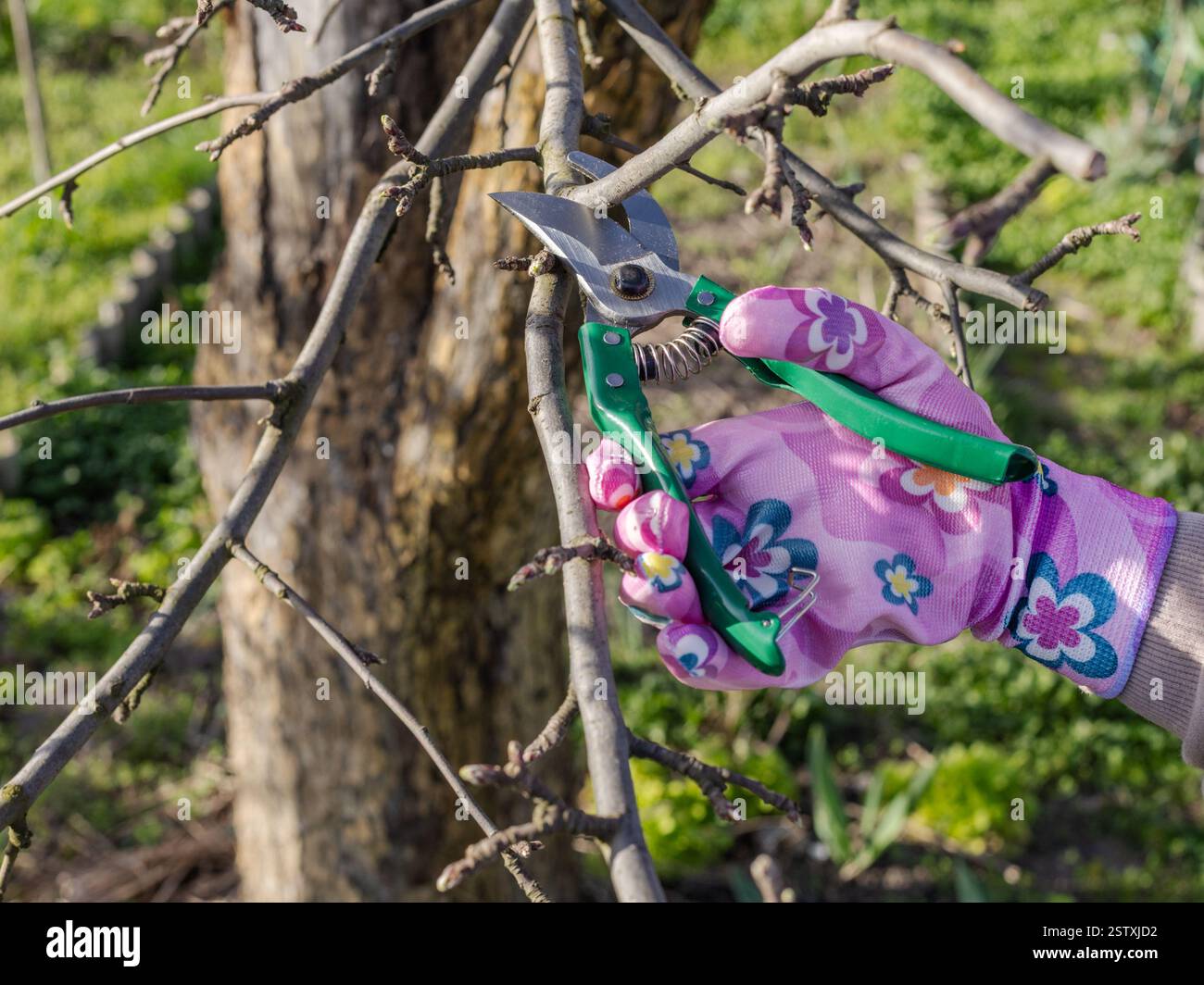 Farmer looks after the garden. Spring pruning of fruit trees. Woman ...