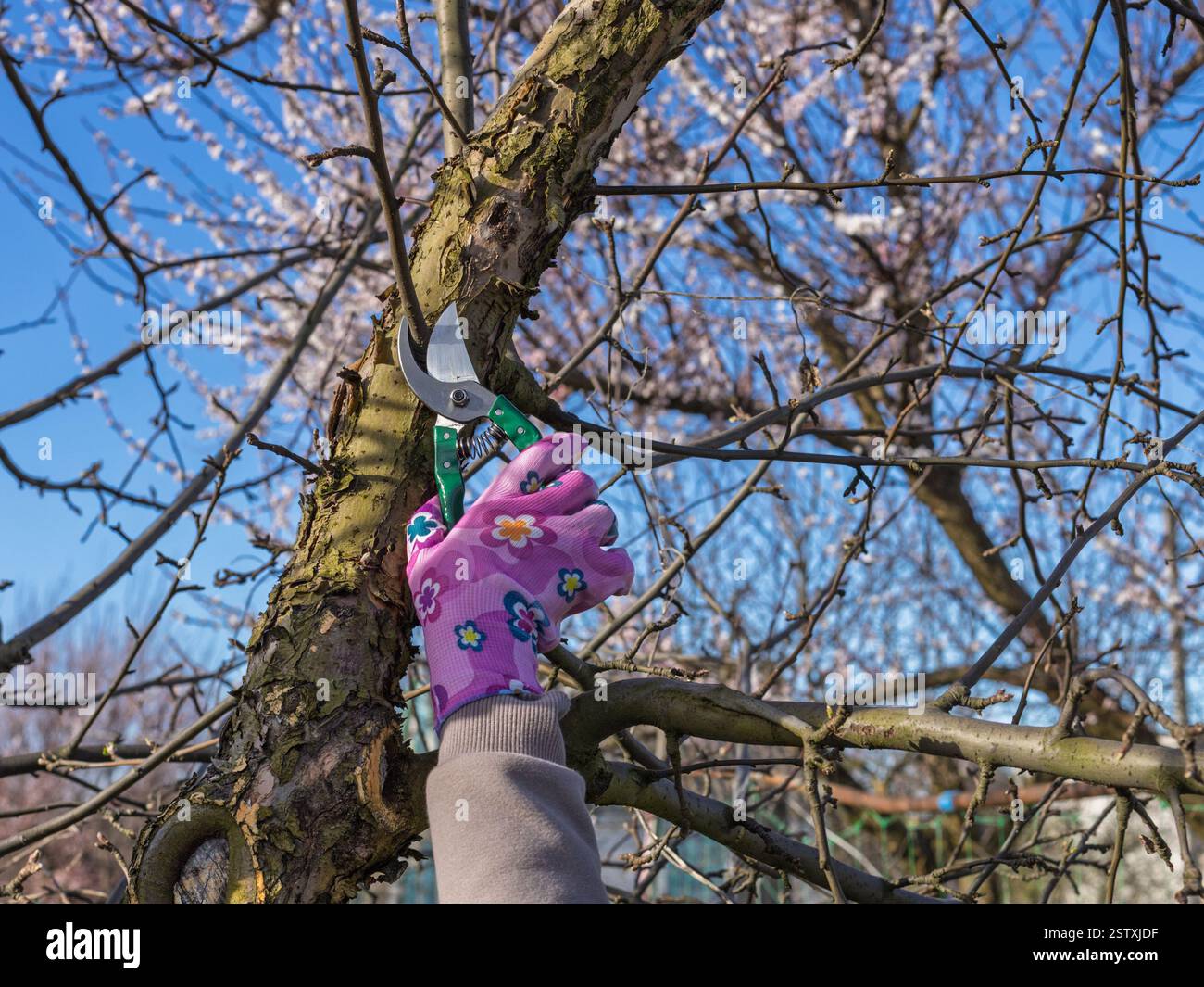 Farmer looks after the garden. Spring pruning of fruit trees. Woman ...