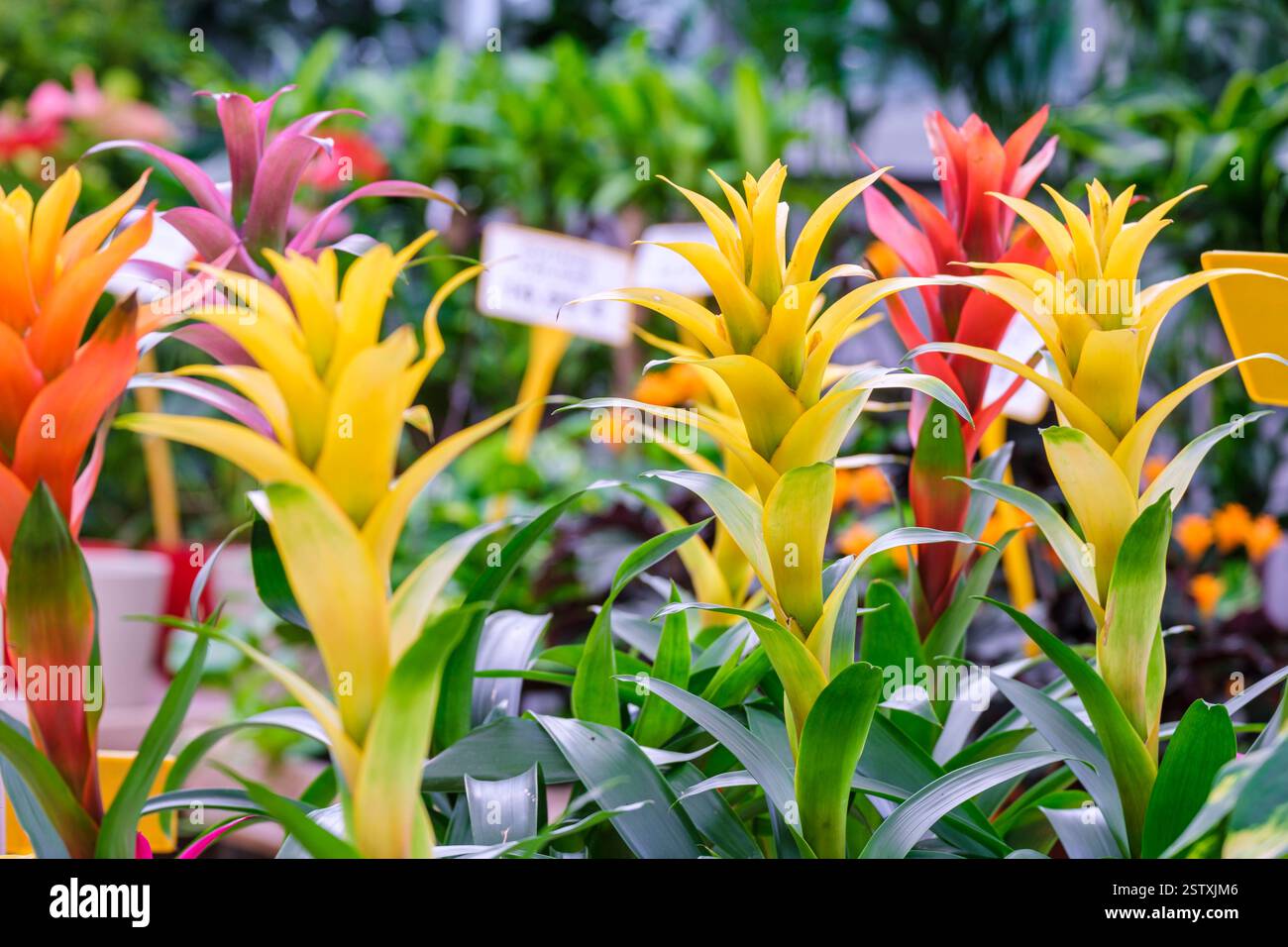 Guzmania lingulata family hi-res stock photography and images - Alamy