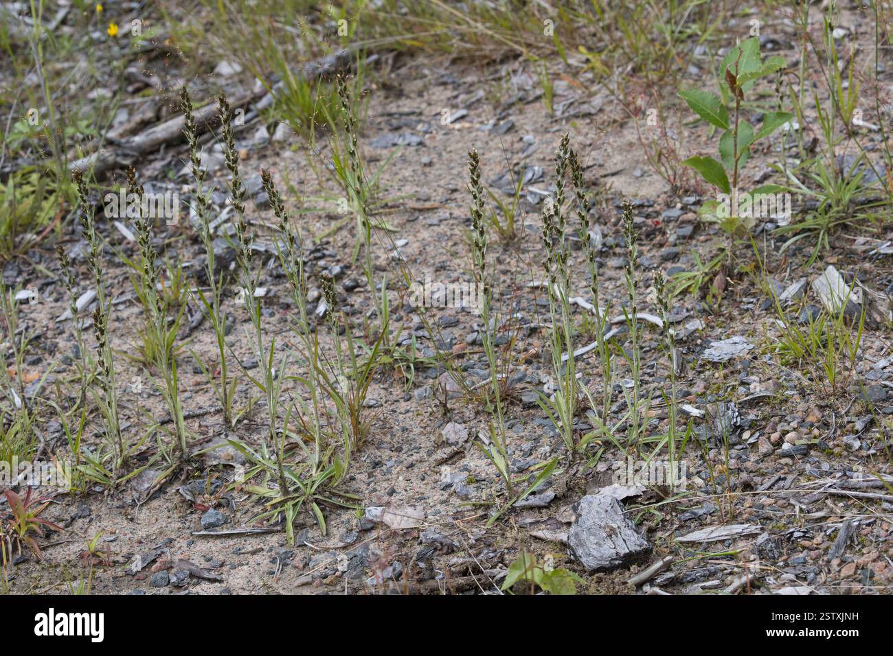 Wald-Ruhrkraut, Waldruhrkraut, Gnaphalium sylvaticum, Omalotheca ...
