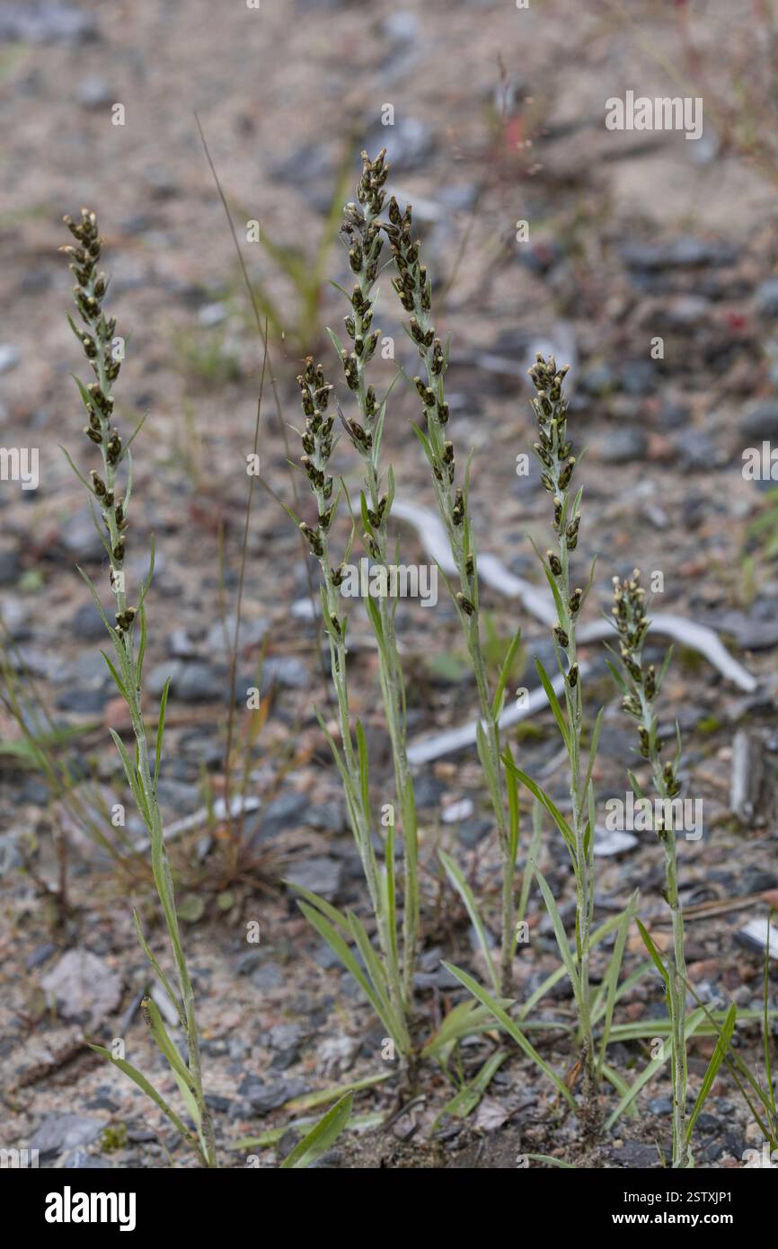 Waldruhrkraut hi-res stock photography and images - Alamy