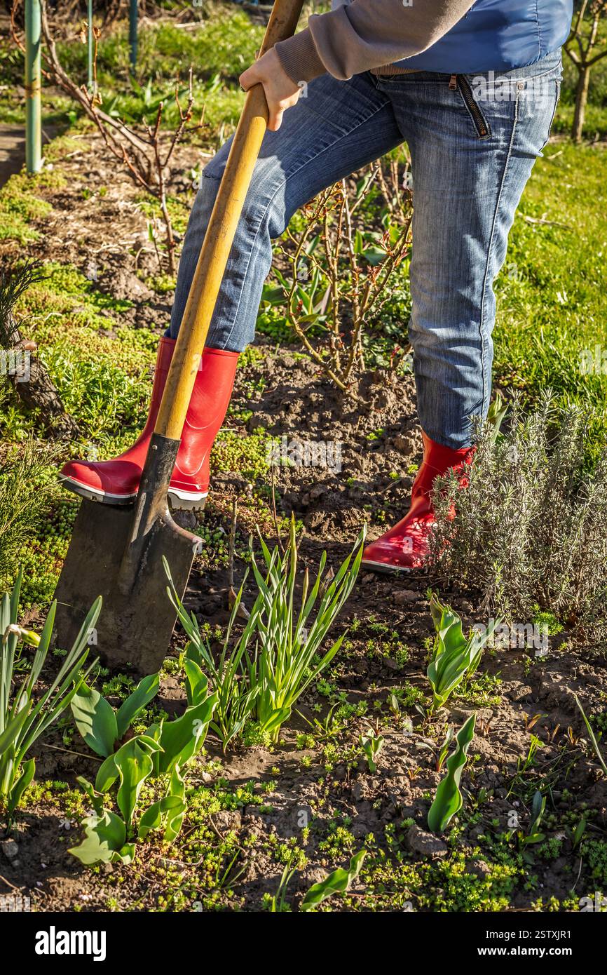 Woman in red rubber boots is digging soil on a garden bed. Farmer digs ...