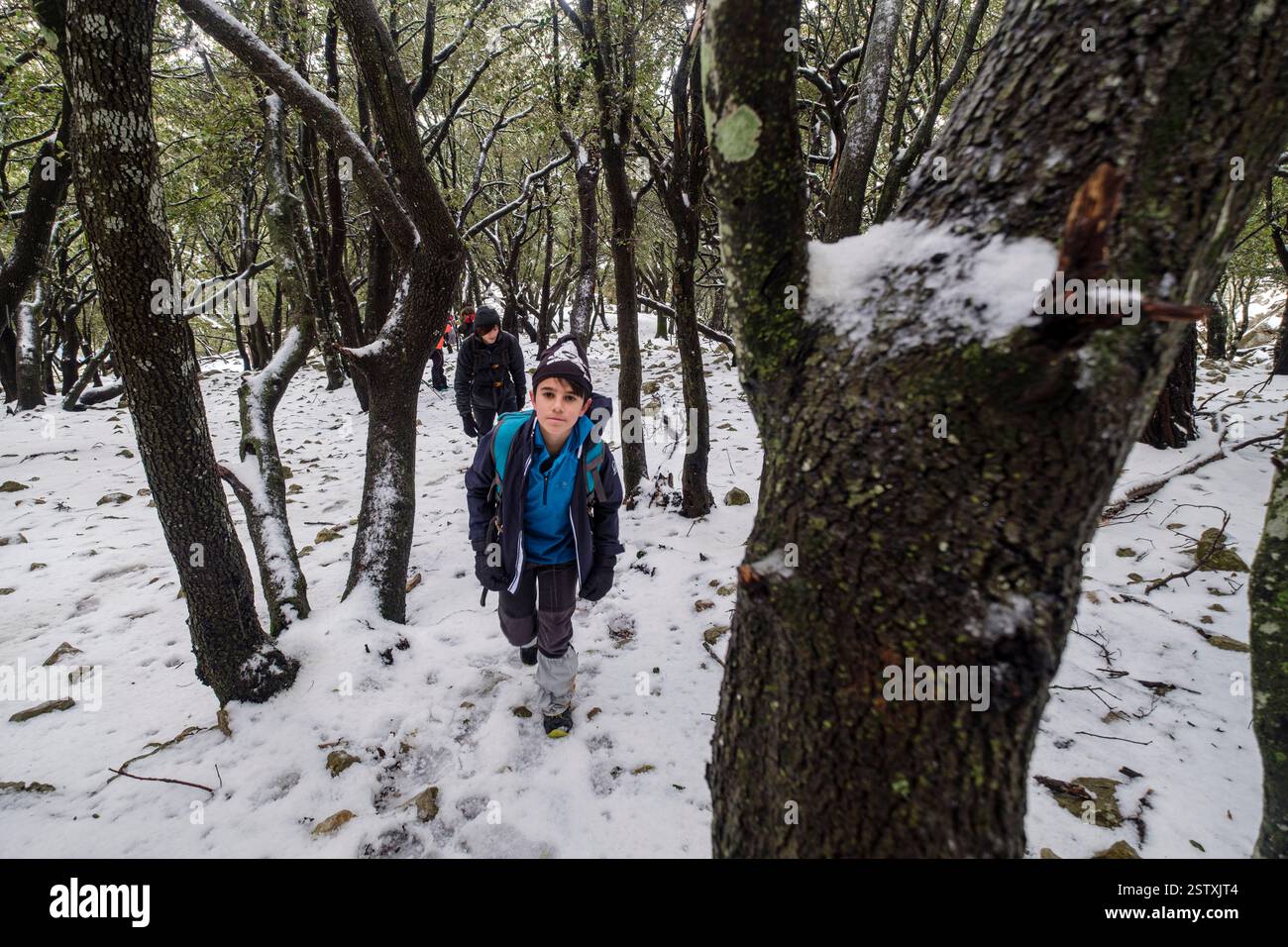 Trees in mythol hi-res stock photography and images - Alamy