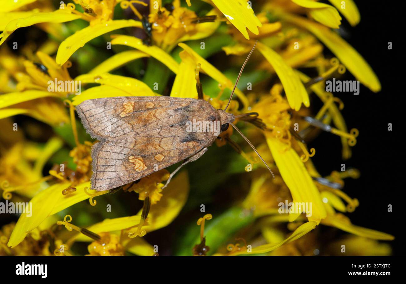 Amphipoea fucosa, the saltern ear moth, on flowers on an August night ...