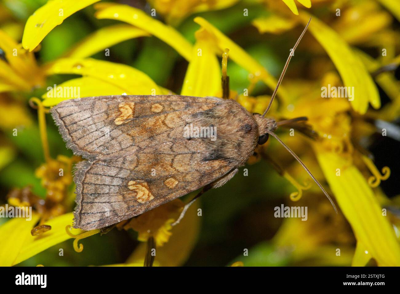 Amphipoea fucosa, the saltern ear moth, on flowers on an August night ...