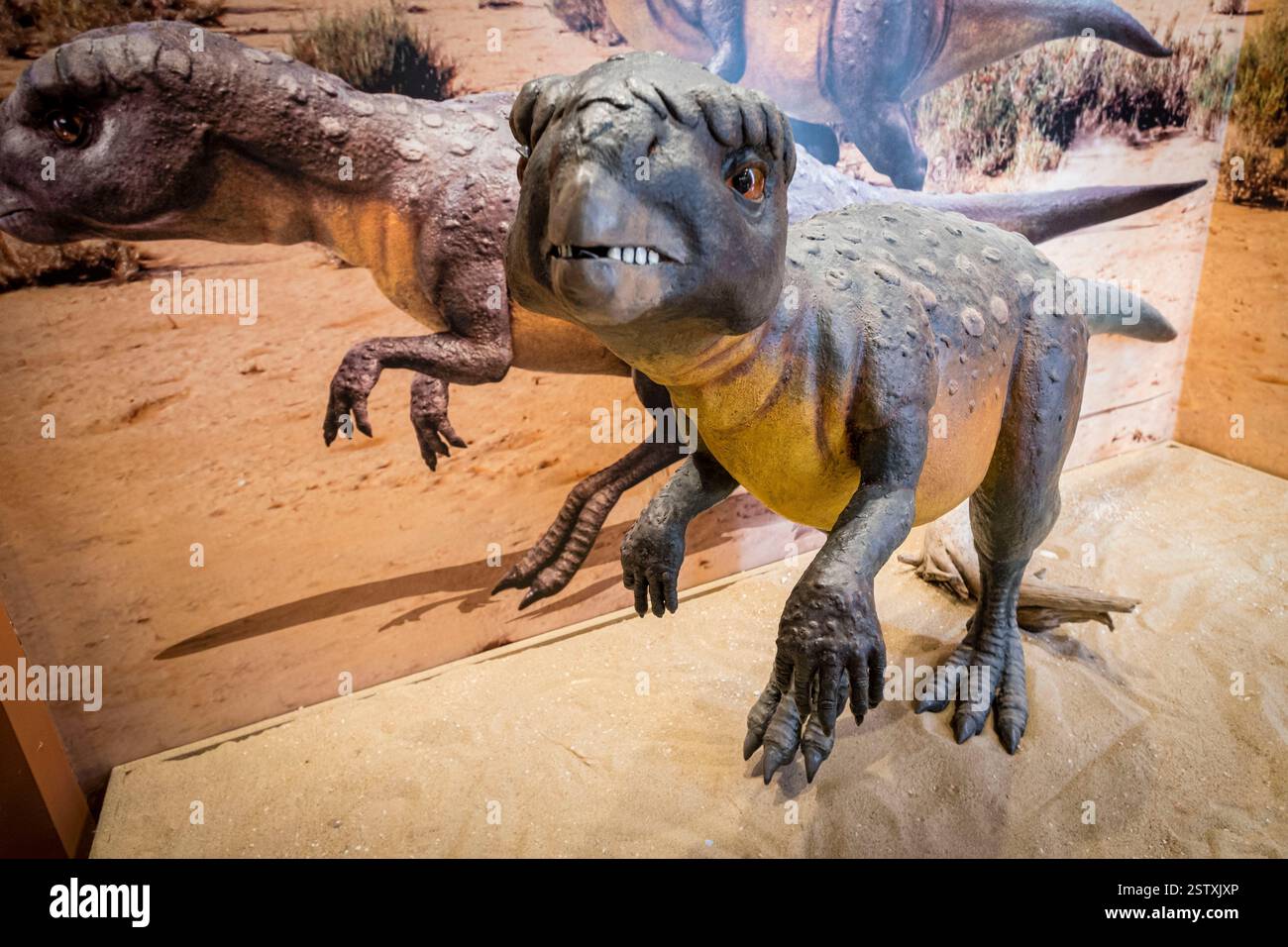 Foxii hi-res stock photography and images - Alamy